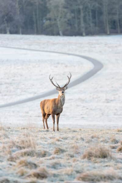 Raby Castle County Durham | One of England's Finest Medieval Castles