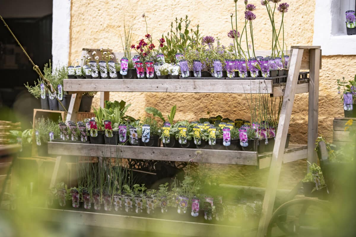 Raby Castle County Durham | One of England's Finest Medieval Castles