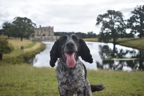 Dogs | Raby Castle | One of England's Finest Medieval Castles