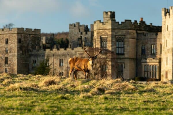 Raby Castle County Durham | One of England's Finest Medieval Castles