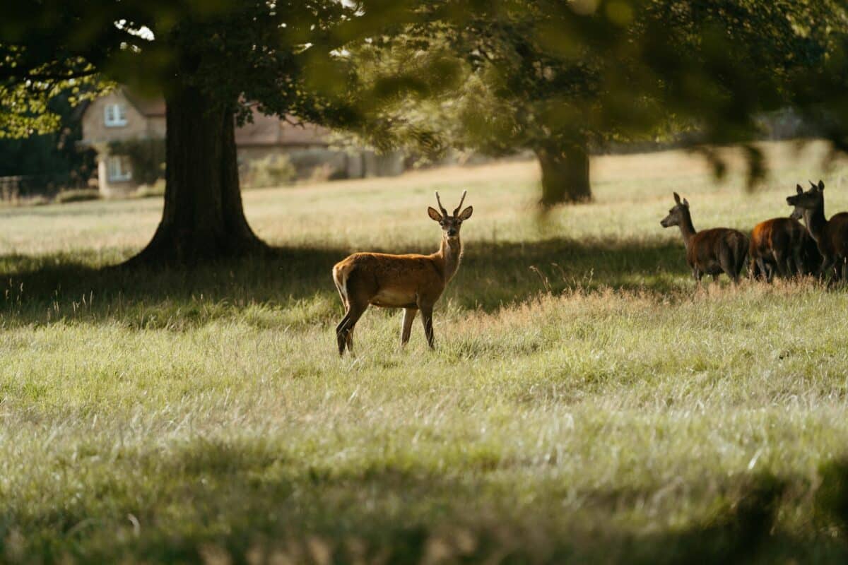 The Castle | Raby Castle | One of the Finest Medieval Castles