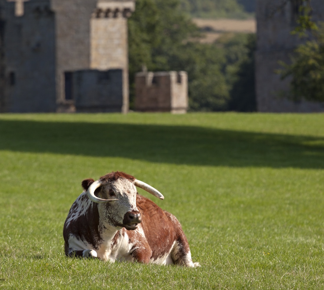 Longhorn Cattle | Raby Blog | Raby Castle, Park & Gardens