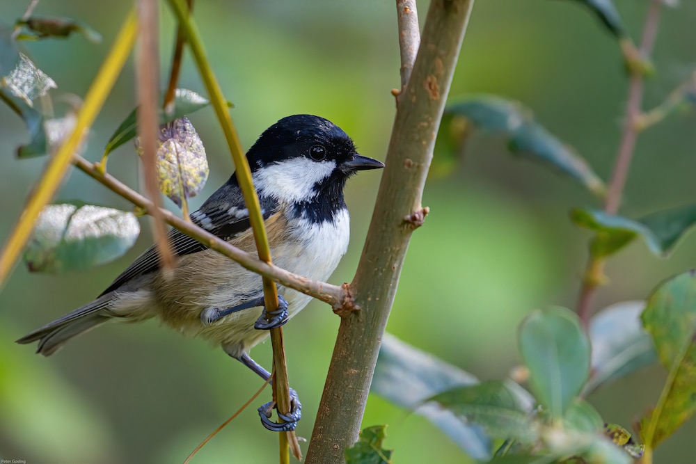 February Half-Term Activity Sheet | Raby Estates