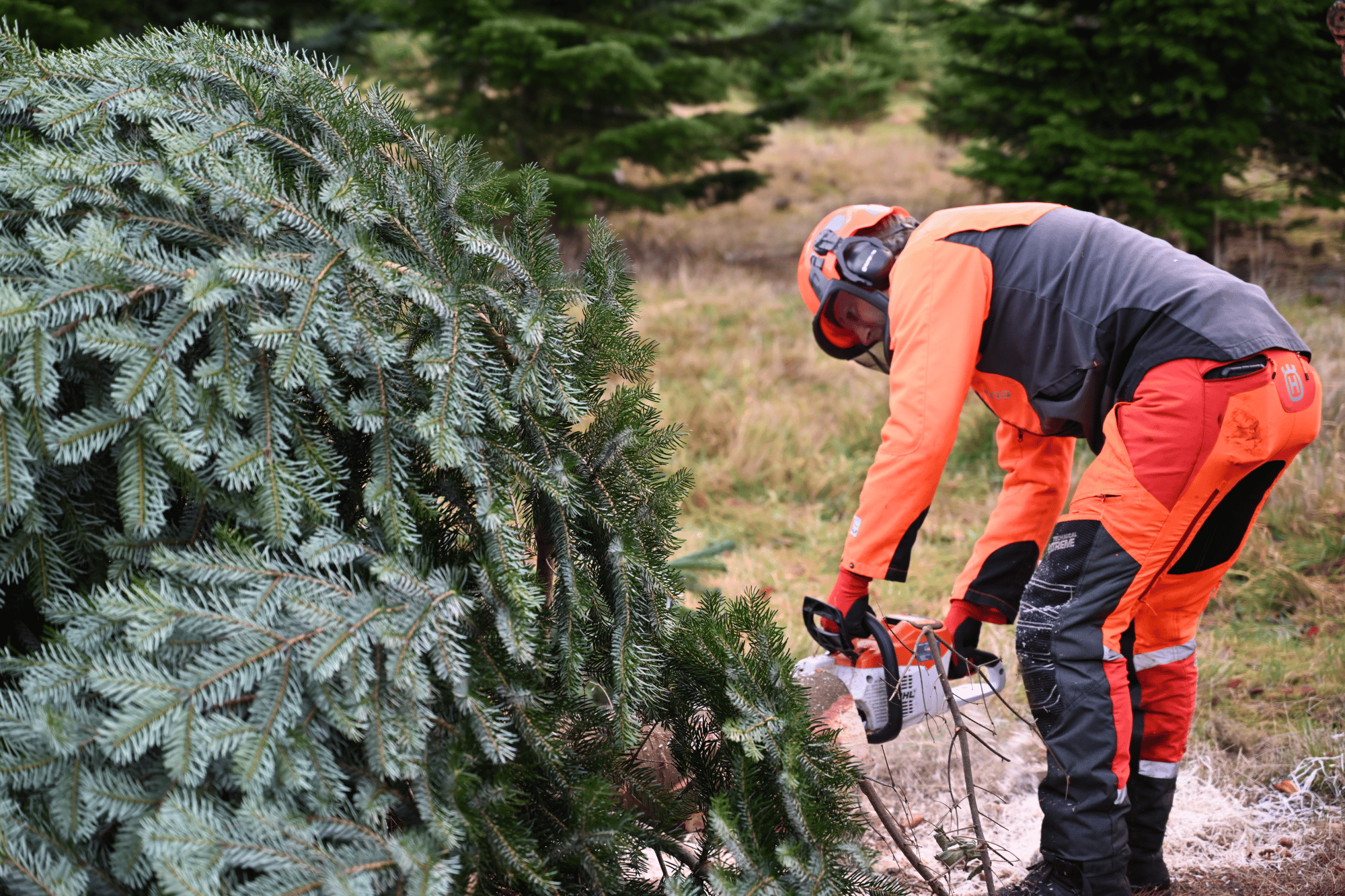 A Raby Christmas Tree - Raby Estates