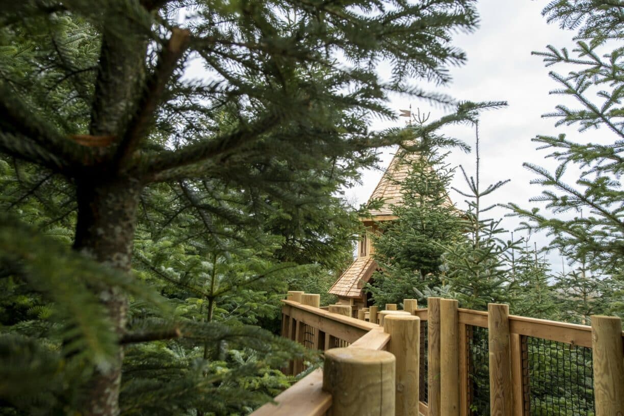 Poised for Playtime at The Plotters' Forest - Raby Estates