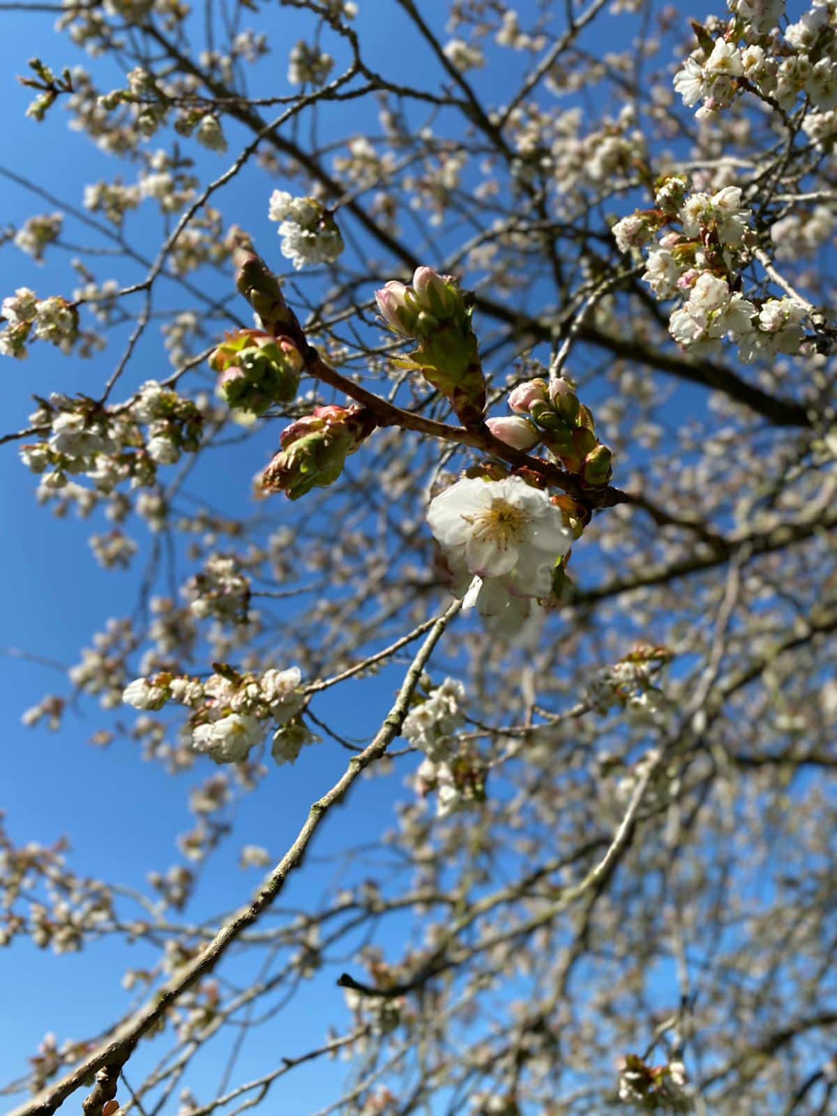 Spring Planting and Regeneration | Raby Estates