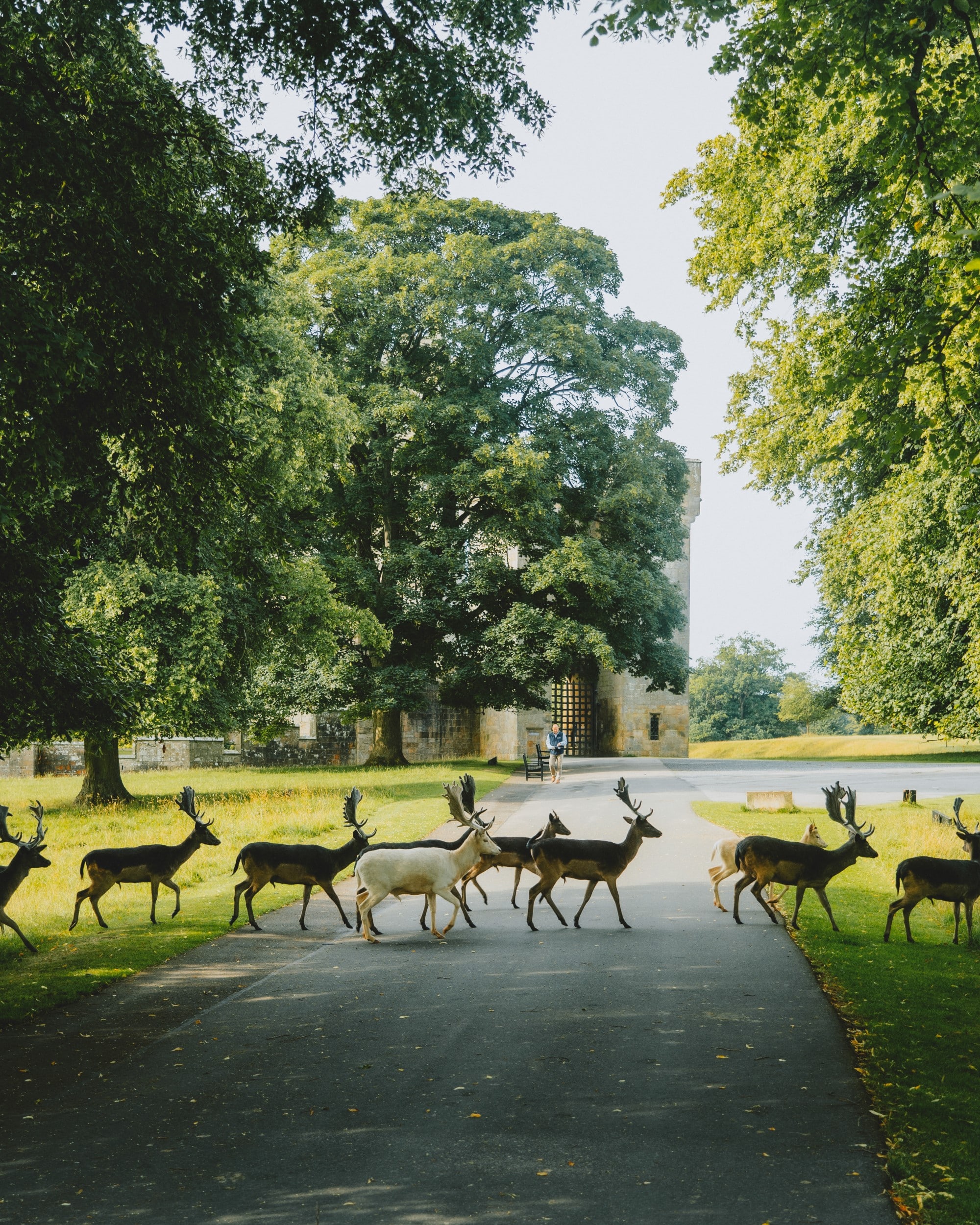 Summer Sundays - Raby Estates