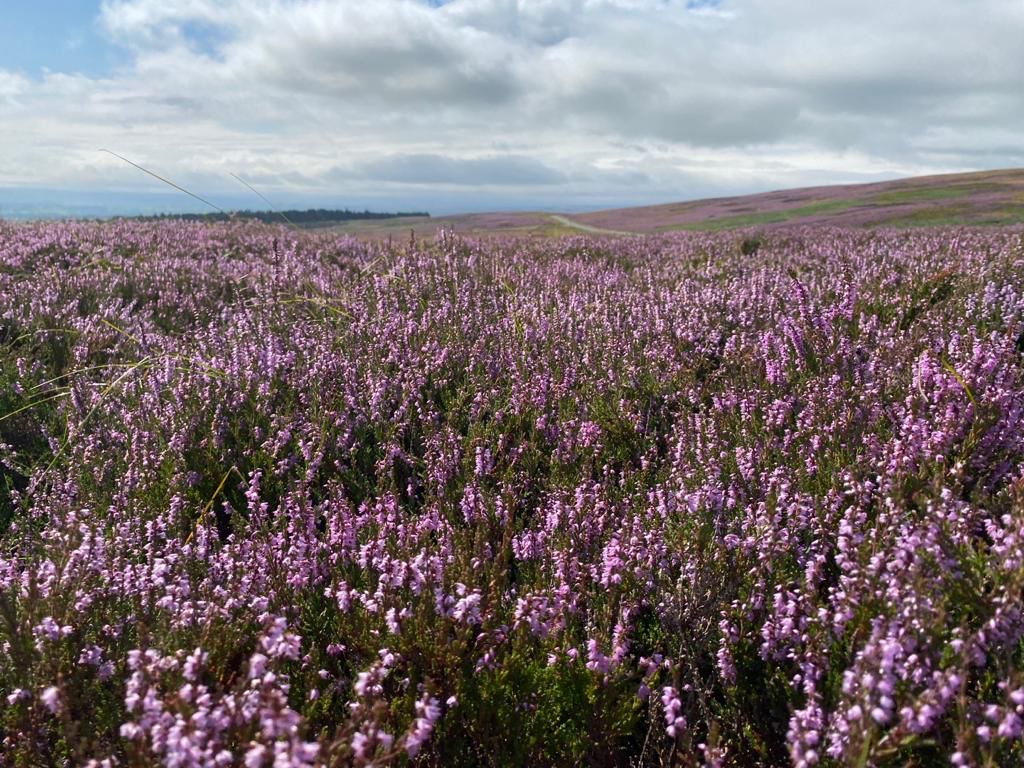 Heather and Bracken Harvest | Raby Estates
