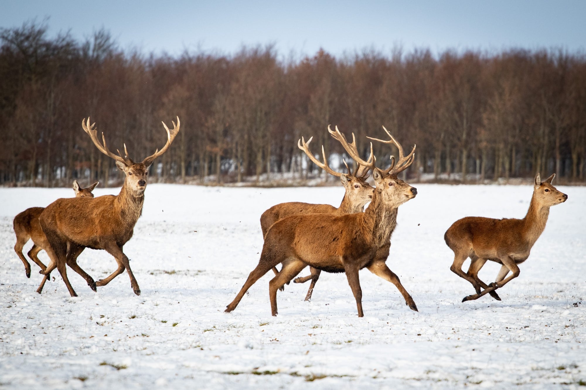 Deer Park - Raby Estates