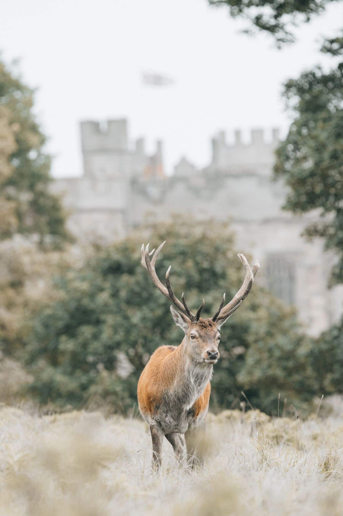 Deer Park Tickets - Raby Estates