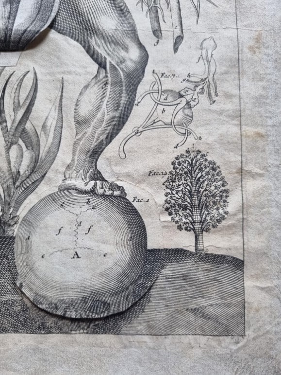 World Anatomy Day - 'dissecting’ an interesting book found in Raby’s ...