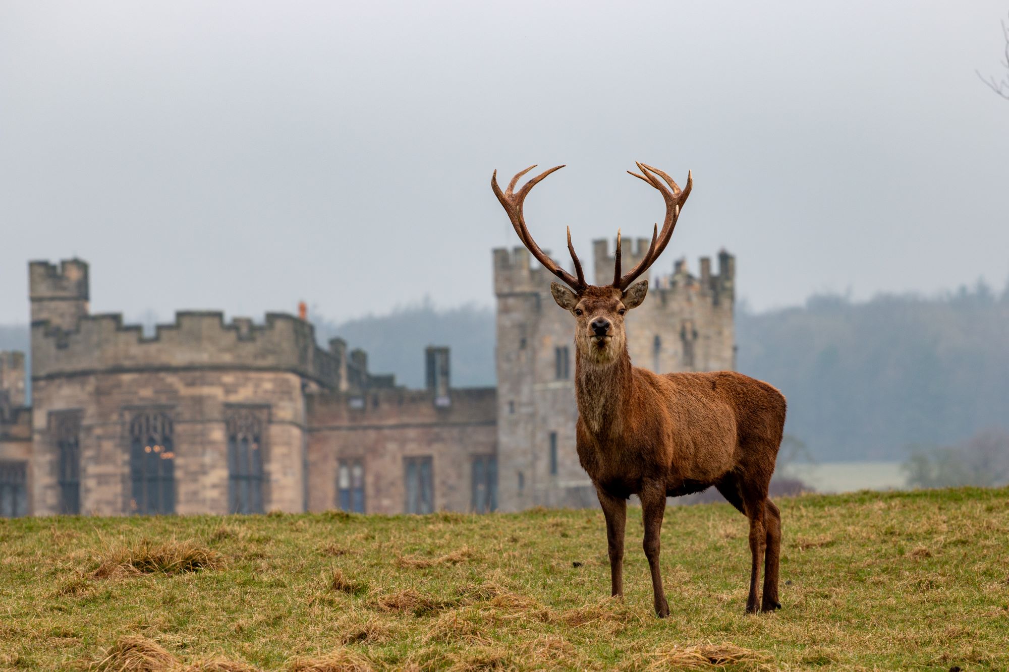 Deer Park and Gardens Tickets - Raby Estates