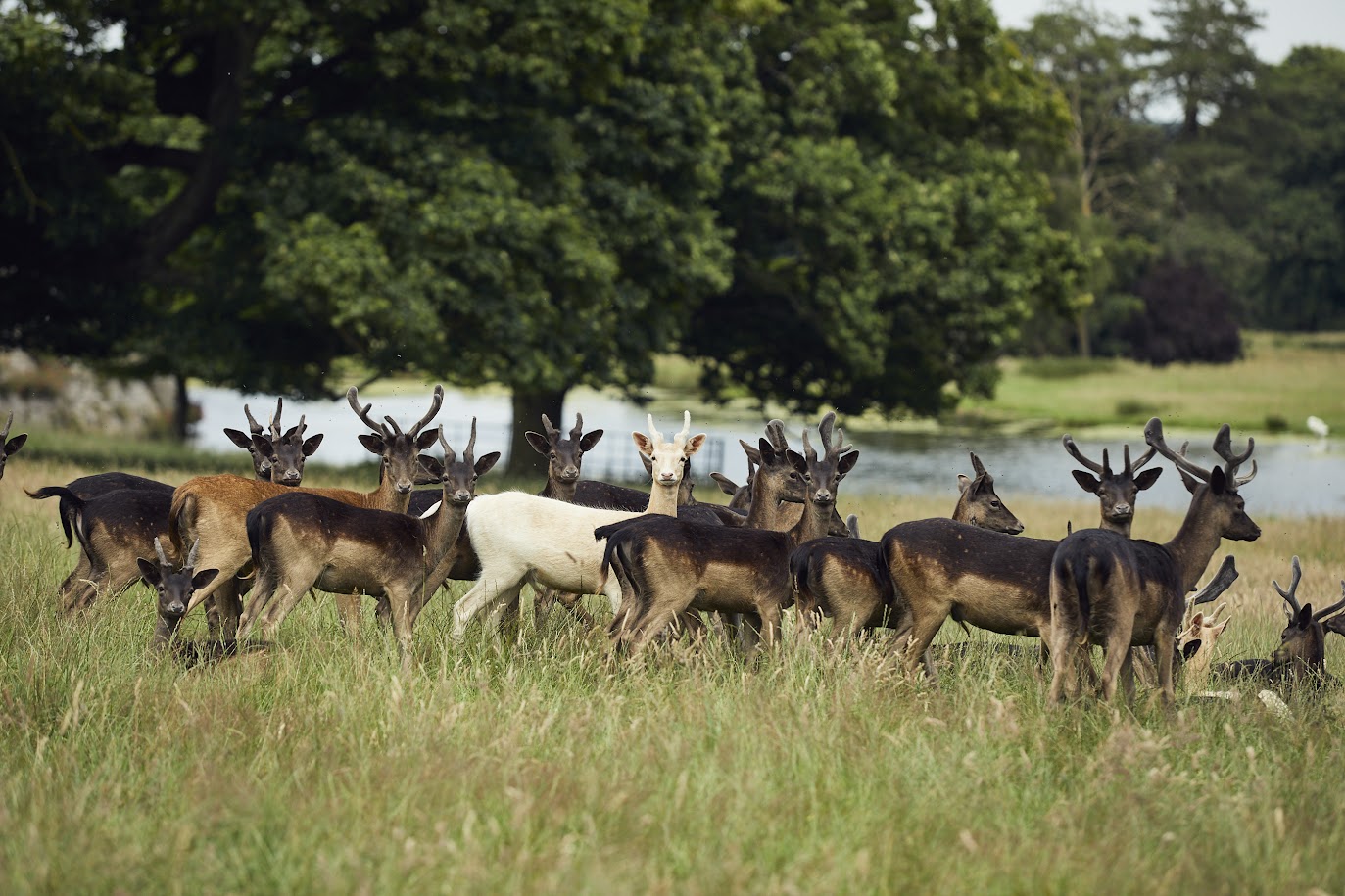 Five Wonders to Spot in The Deer Park | Raby Castle | Raby Estates